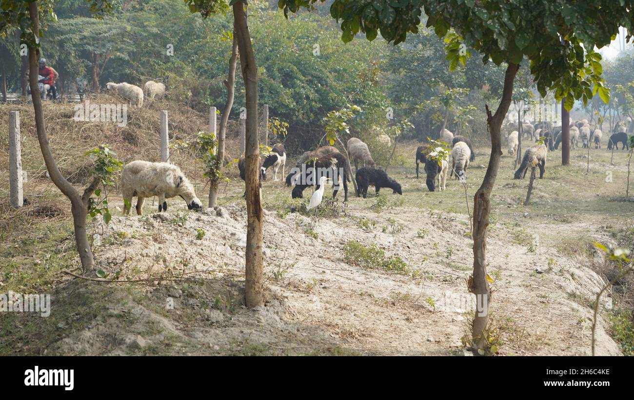 Photo of a shepherd carrying a lamb in his arms hi-res stock photography and images - Alamy