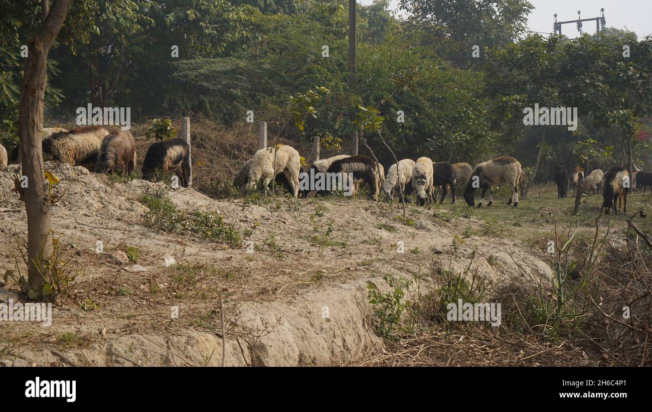 High-Resolution Image: Shepherd Herding Sheep #rajasthansheep, # ...