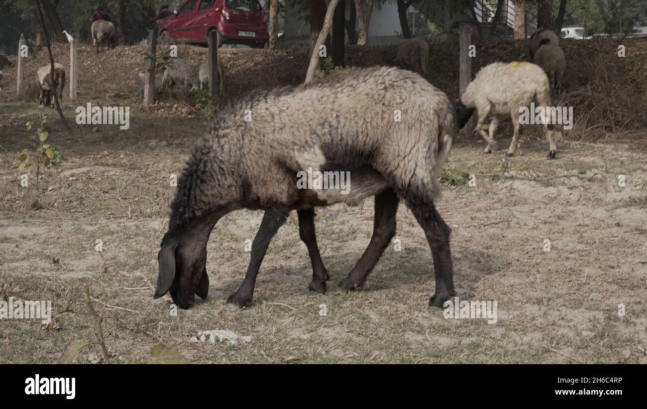 High-Resolution Image: Shepherd Herding Sheep #rajasthansheep, # ...
