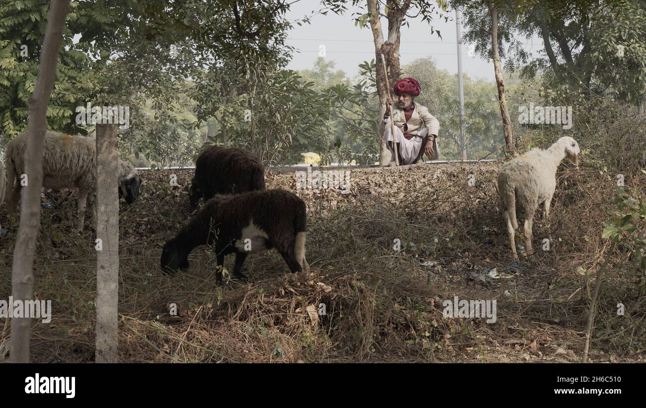 High-Resolution Image: Shepherd Herding Sheep #rajasthansheep, # ...