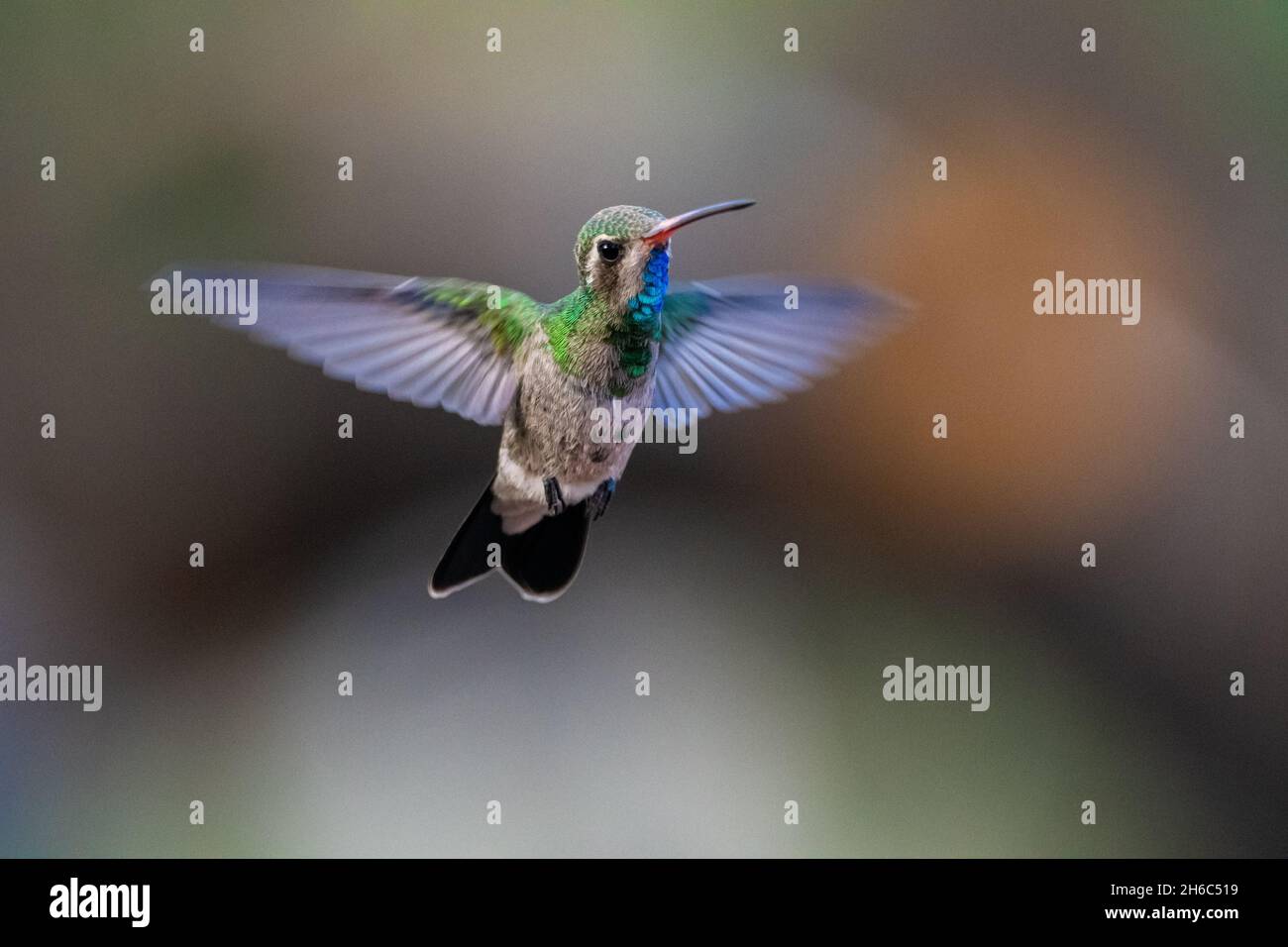 A juvenile Broad-billed Hummingbird in flight with wings outstretched ...