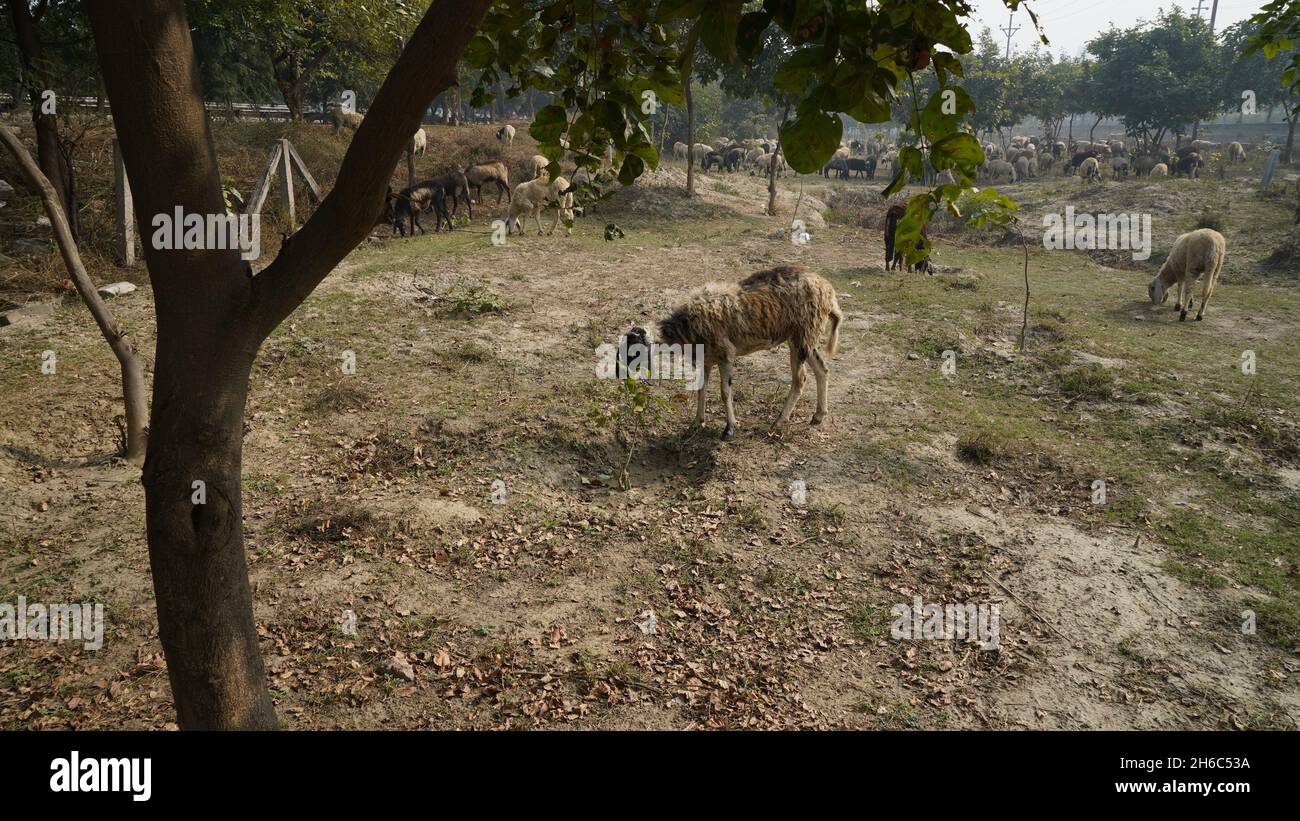 Photo of a shepherd carrying a lamb in his arms hi-res stock ...