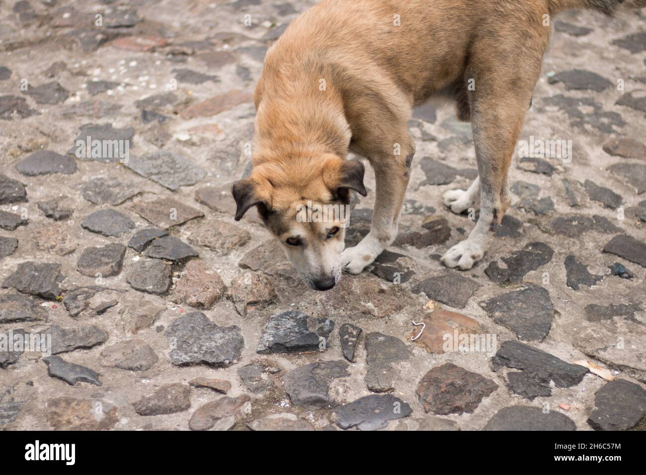 Abandoned Street Dog old and sad Stock Photo - Alamy