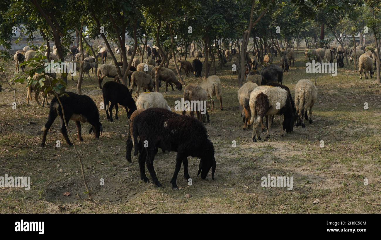 High-Resolution Image: Shepherd Herding Sheep #rajasthansheep, # ...