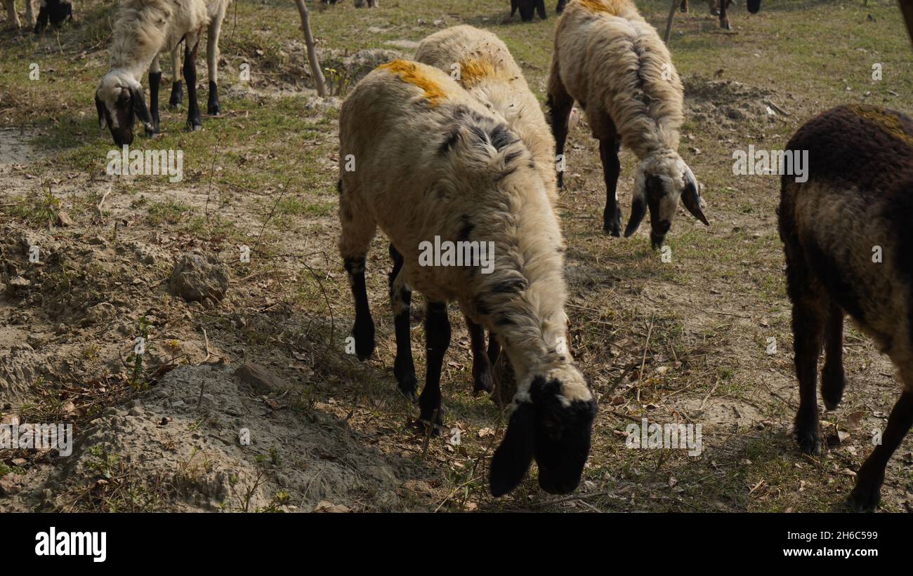 High-Resolution Image: Shepherd Herding Sheep #rajasthansheep, # ...