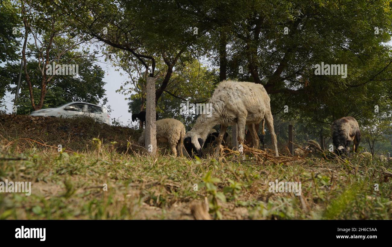 High-Resolution Image: Shepherd Herding Sheep #rajasthansheep, # ...
