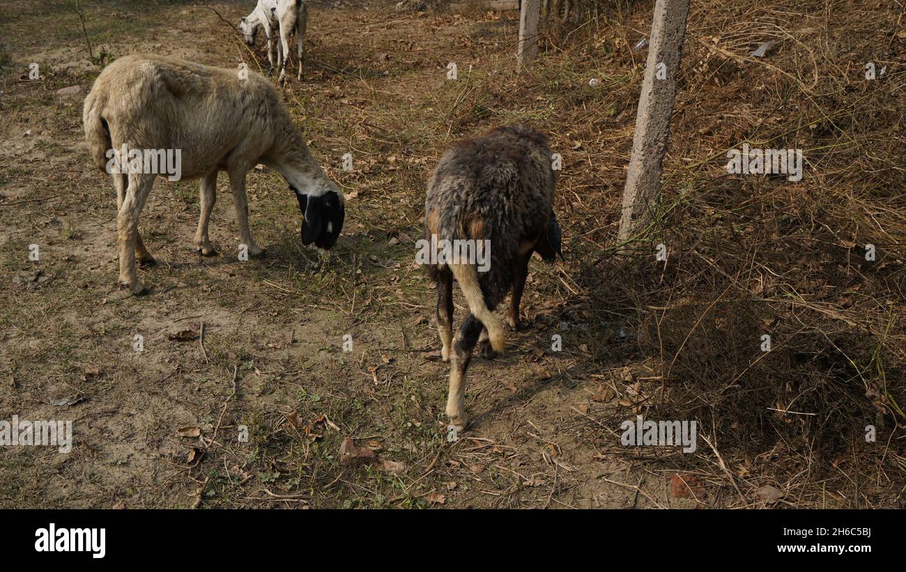 High-Resolution Image: Shepherd Herding Sheep #rajasthansheep, # ...