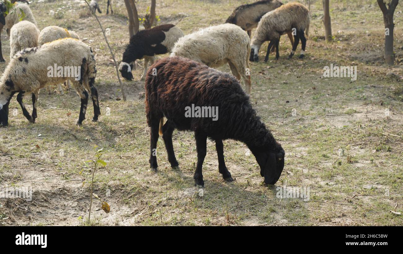 High-Resolution Image: Shepherd Herding Sheep #rajasthansheep, # ...