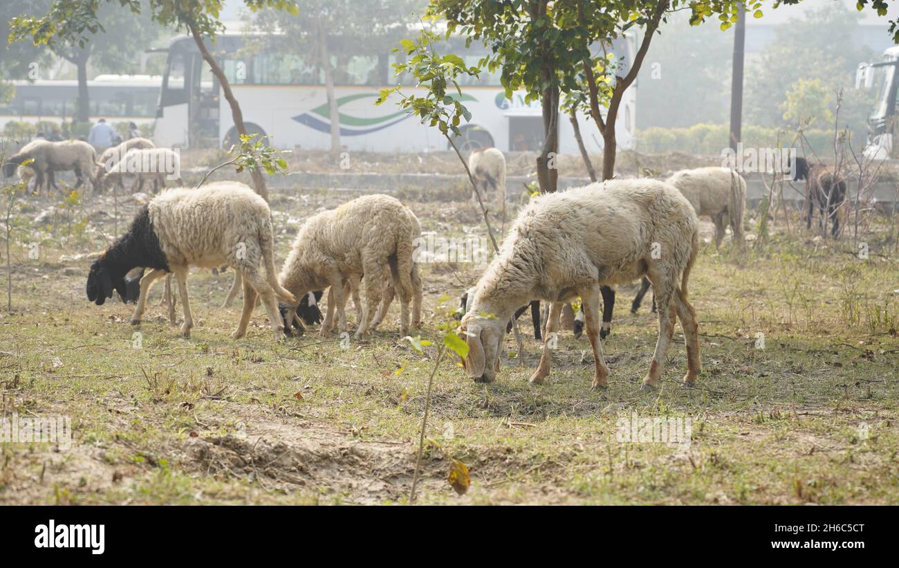 High-Resolution Image: Shepherd Herding Sheep #rajasthansheep, # ...