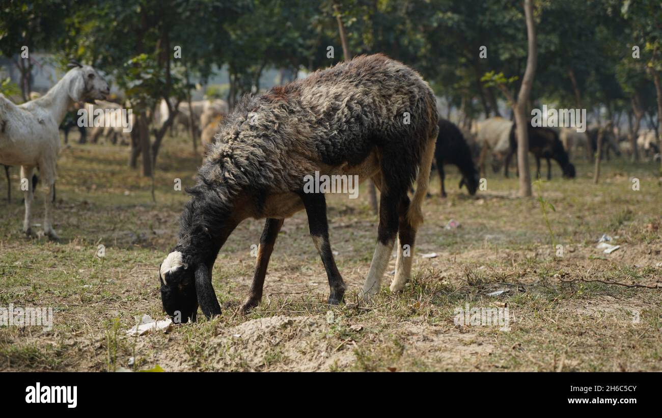 Photo of a shepherd carrying a lamb in his arms hi-res stock photography and images - Alamy