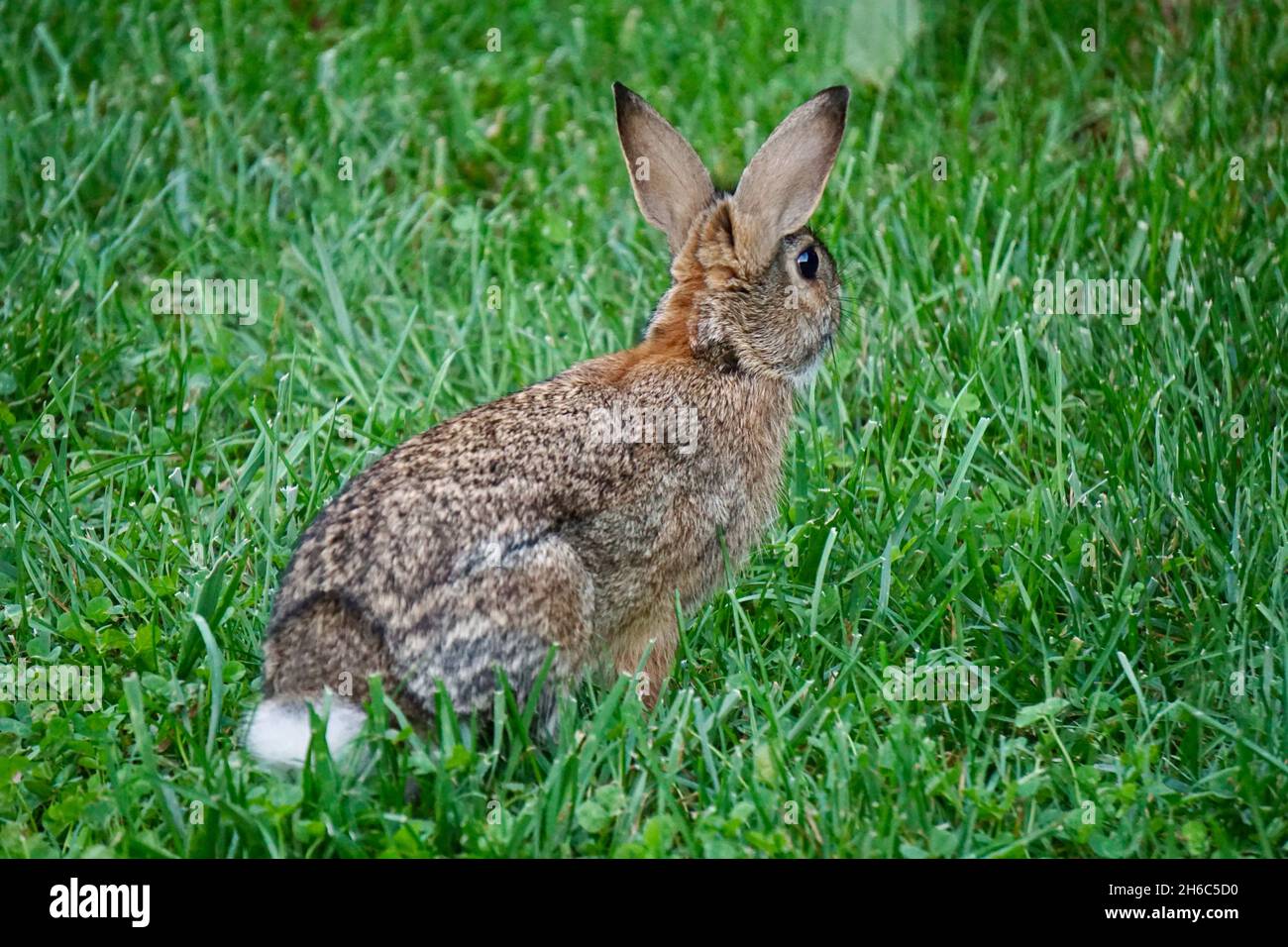 A rabbit in Brookside Gardens in Maryland Stock Photo - Alamy