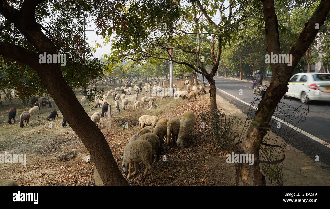 Photo of a shepherd carrying a lamb in his arms hi-res stock ...