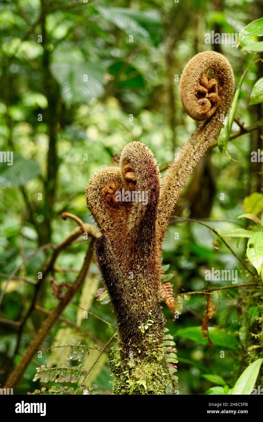 Coiled fern in the rainforest in Panama Stock Photo - Alamy