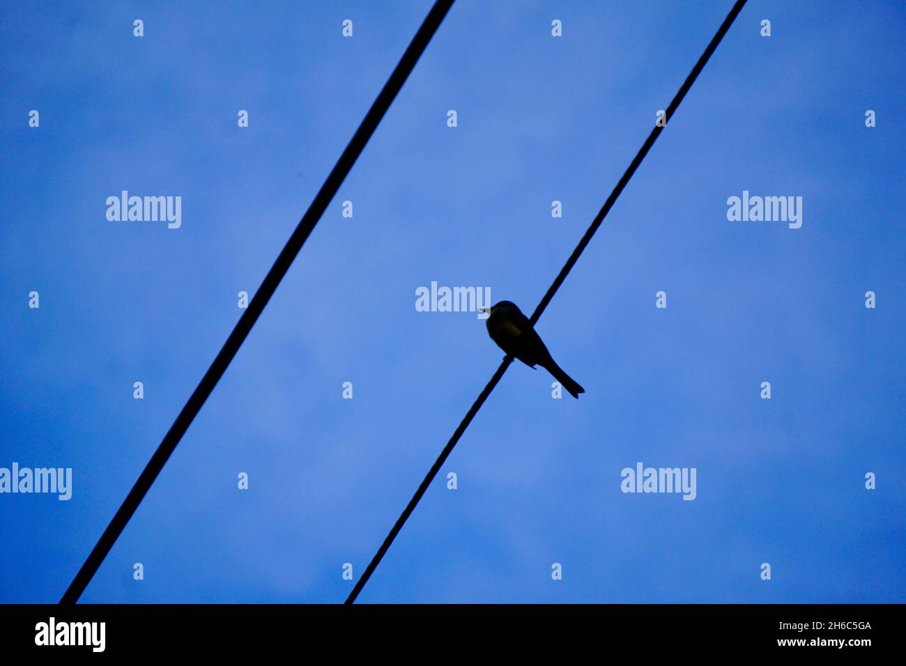 Parallel Lines In Nature