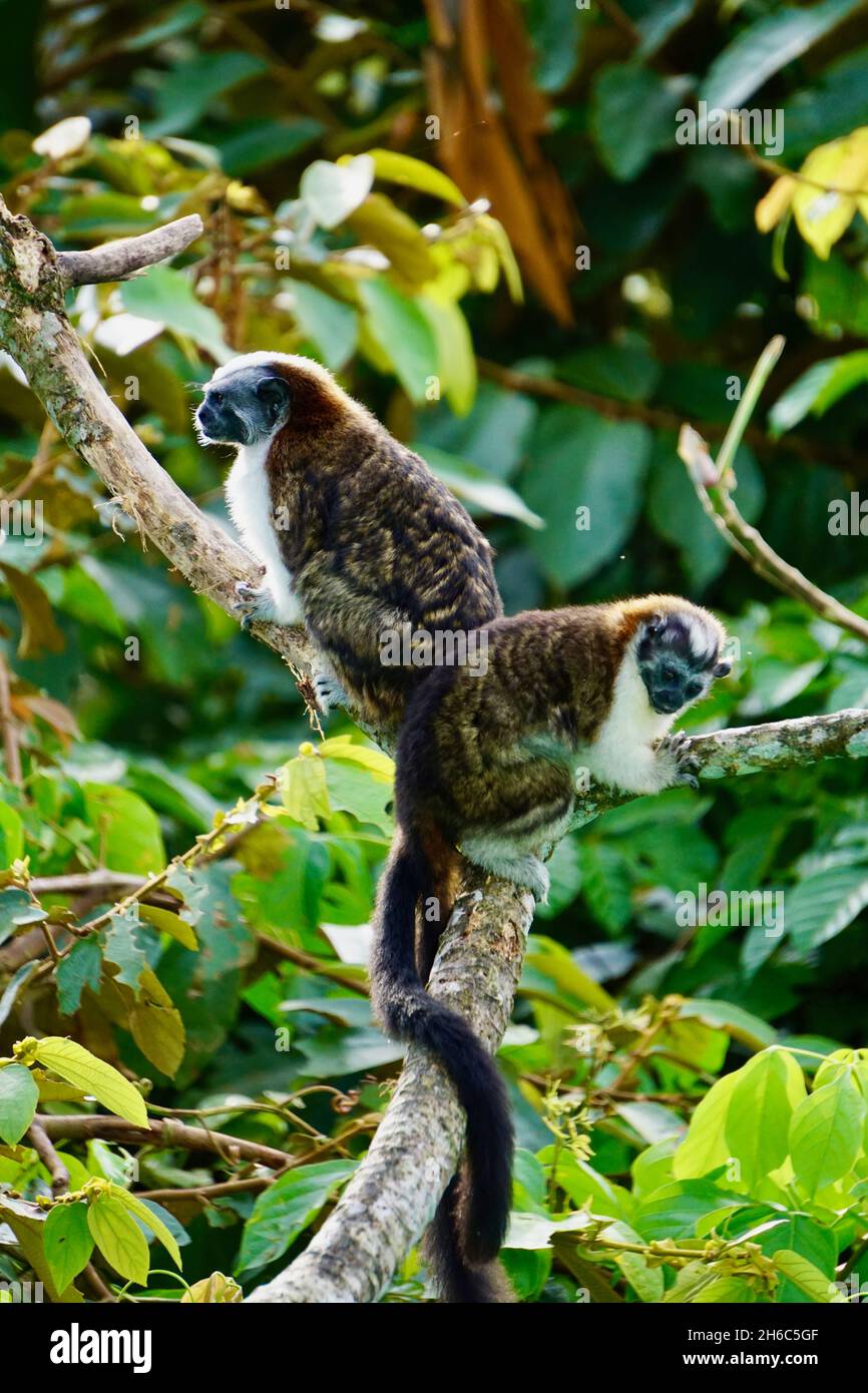 Geoffroy’s tamarins panama hi-res stock photography and images - Alamy