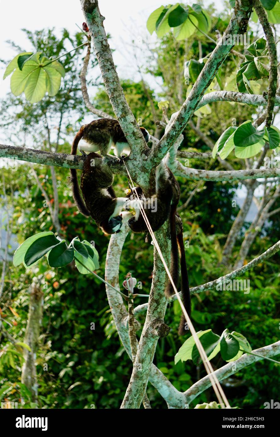 Canopy tower hi-res stock photography and images - Alamy