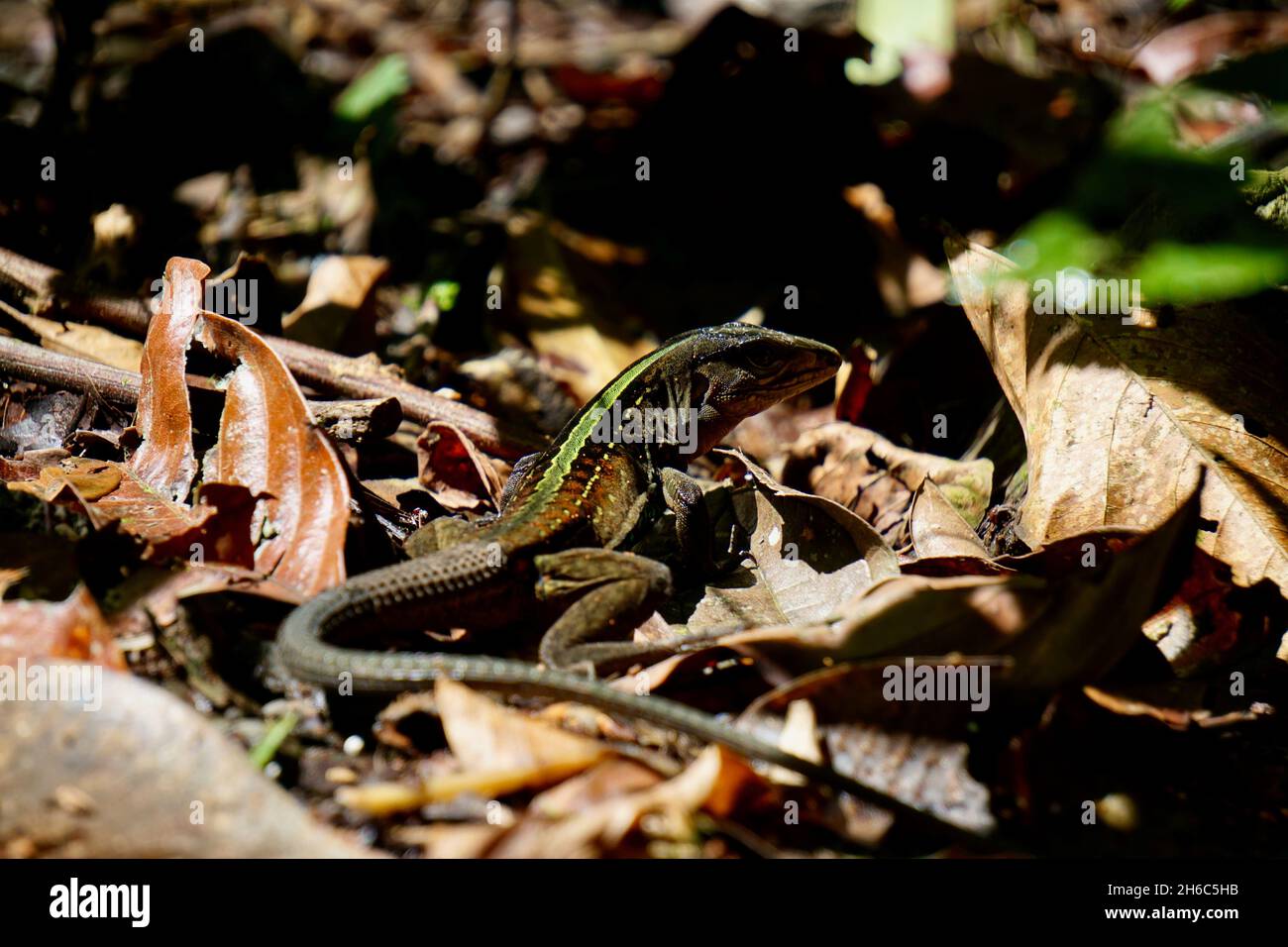 A lizard with a green stripe on leaves in the Panamanian rainforest in ...