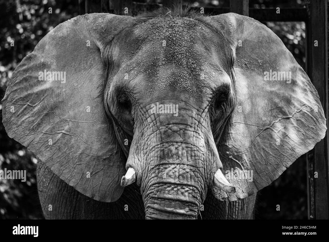 Grayscale portrait of an elephant Stock Photo - Alamy