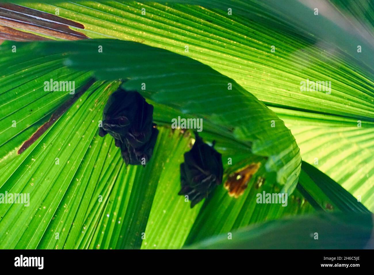 Panama rainforest wildlife hi-res stock photography and images - Alamy