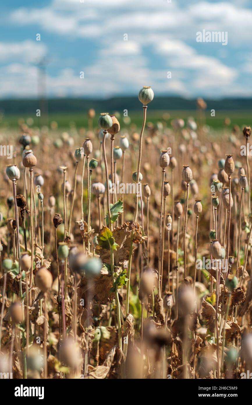 Poppyheads hi-res stock photography and images - Alamy