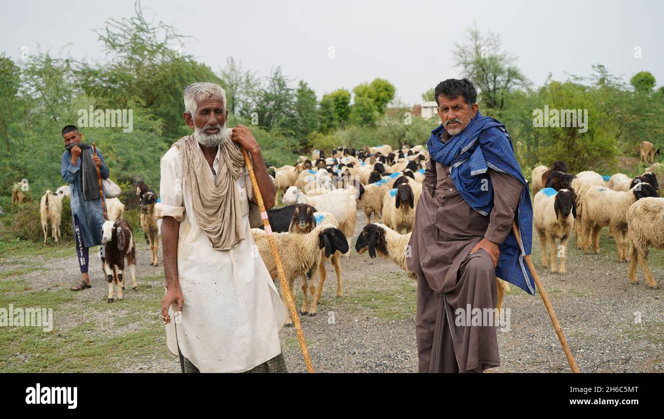 High-Resolution Image: Shepherd Herding Sheep #rajasthansheep, # ...