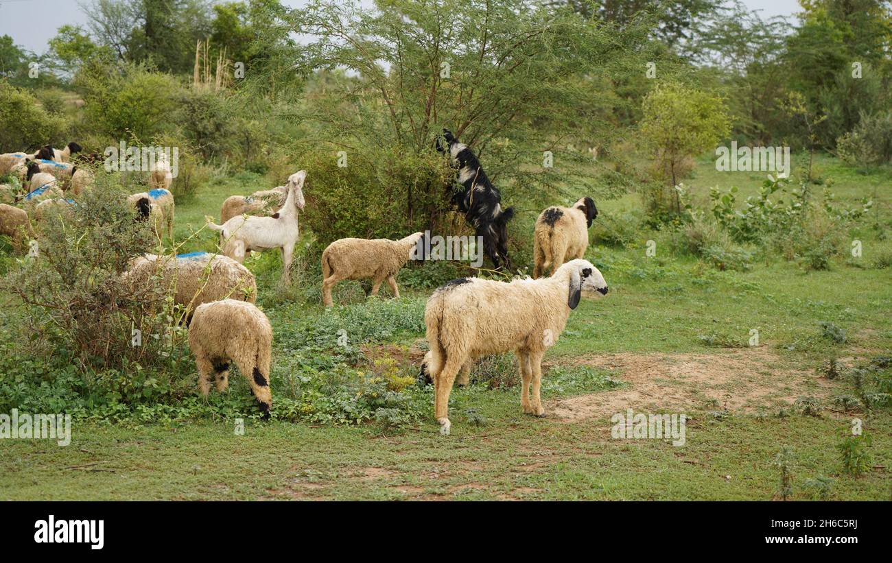 Photo of a shepherd carrying a lamb in his arms hi-res stock photography and images - Alamy