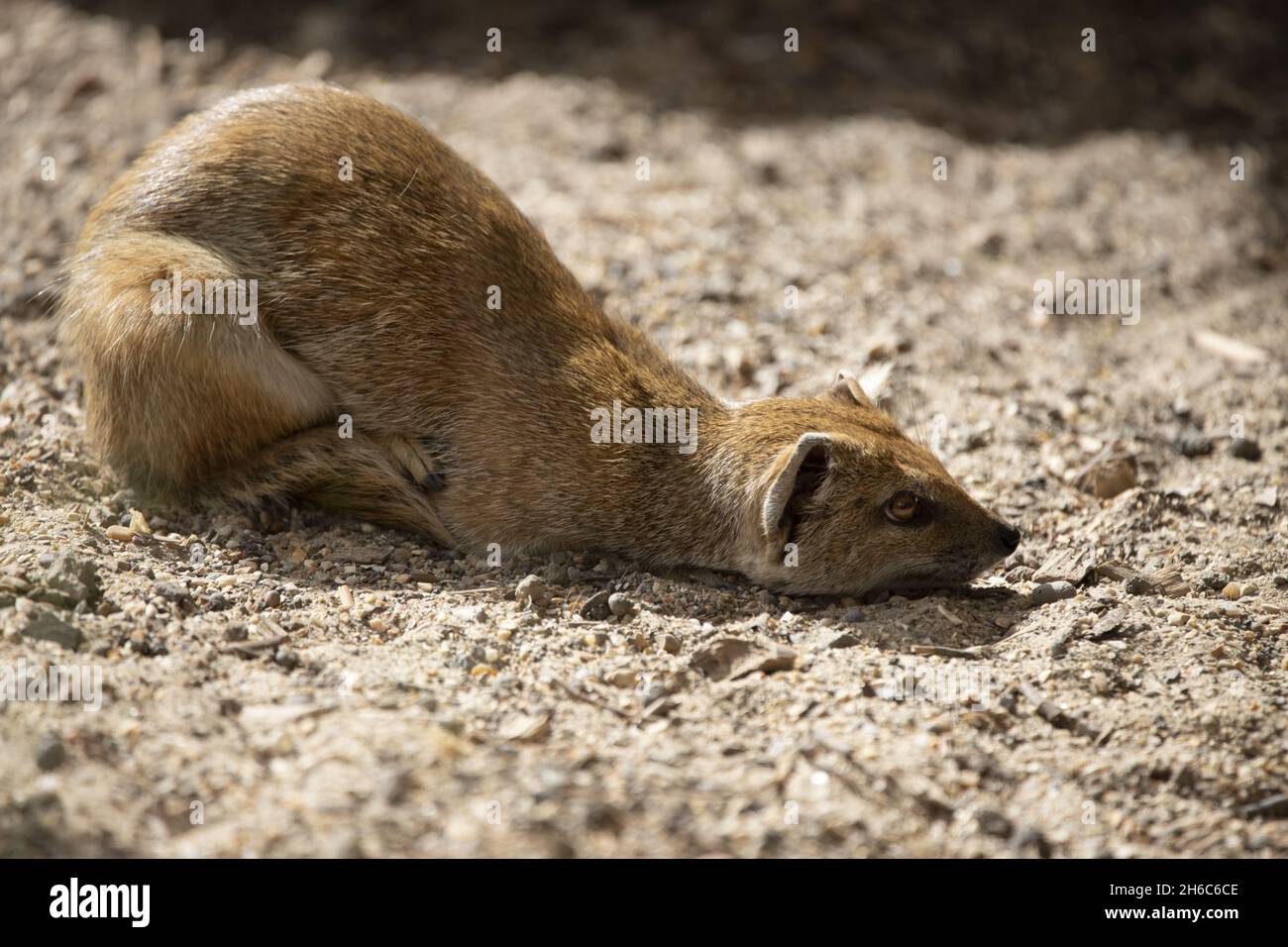 Common slender mongoose hi-res stock photography and images - Alamy