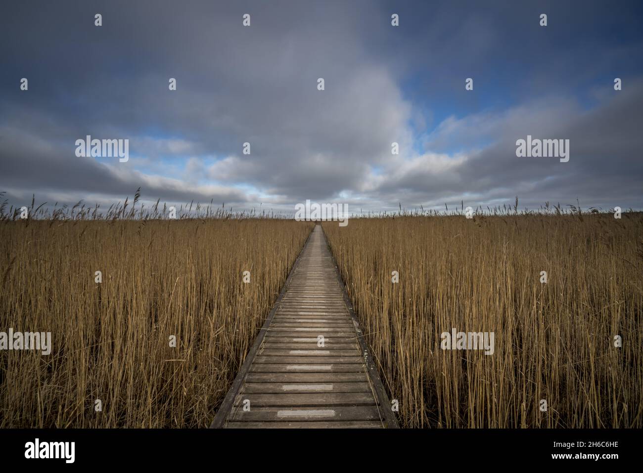 View of the boardwalk through the moor. Uggerby Beach, Denmark Stock ...