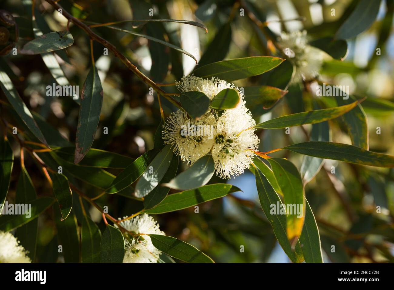 Blooming of eucalyptus tree Stock Photo - Alamy