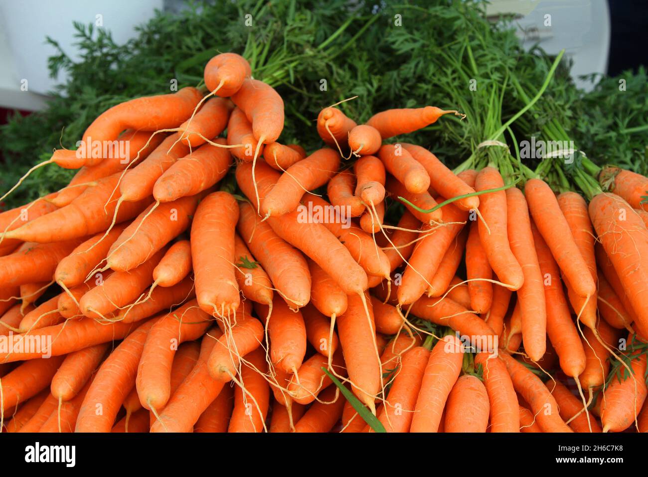 Harvest of freshly picked carrots Stock Photo - Alamy
