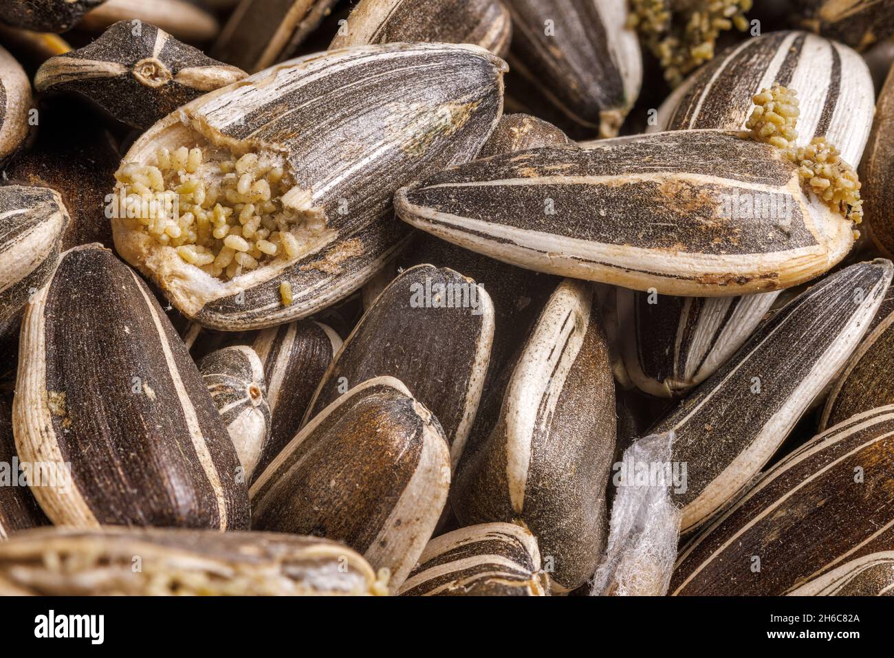 sunflower seeds corrupted with pantry flour moths Stock Photo - Alamy