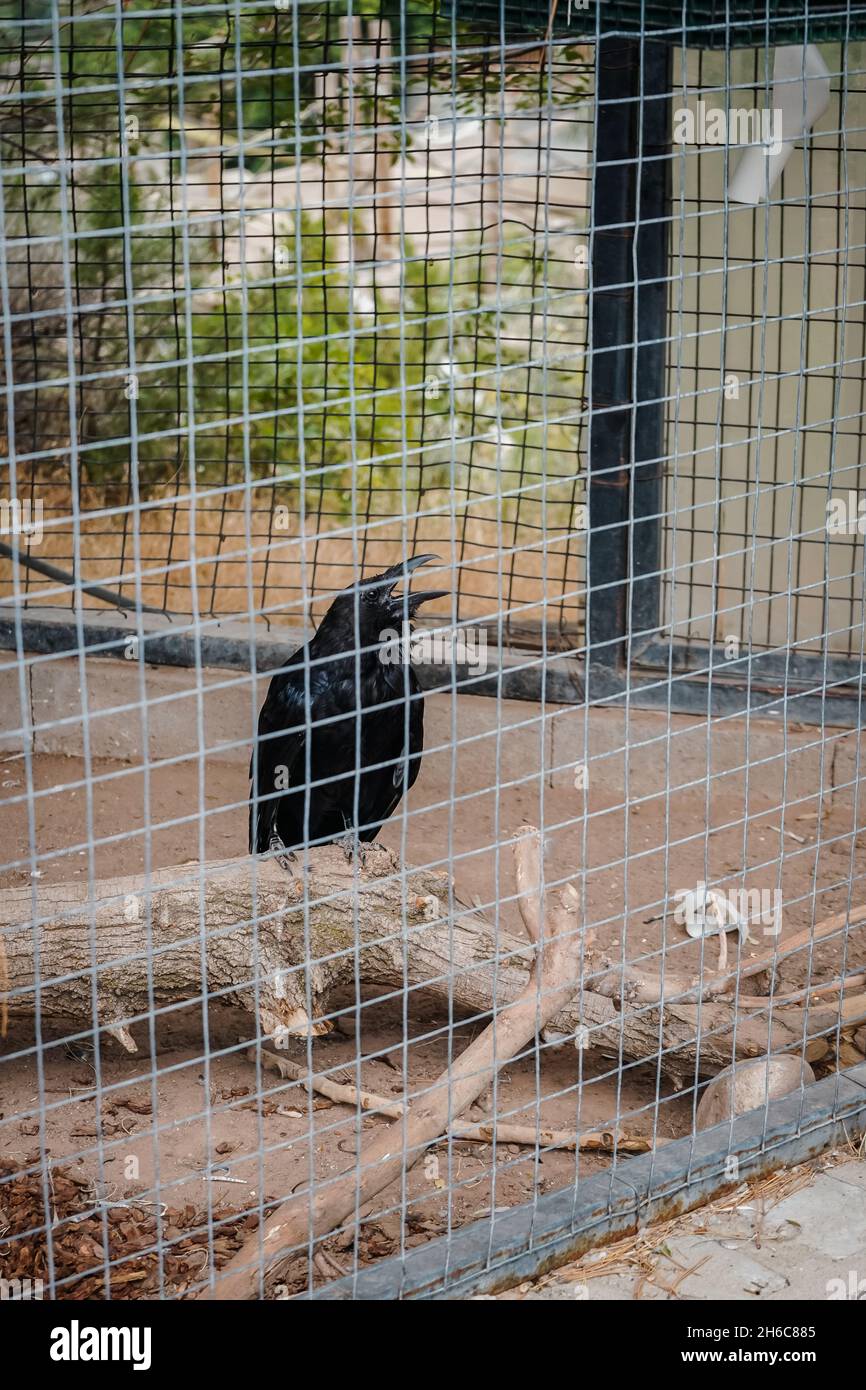 Vertical shot of Raven captive at the zoo Stock Photo - Alamy