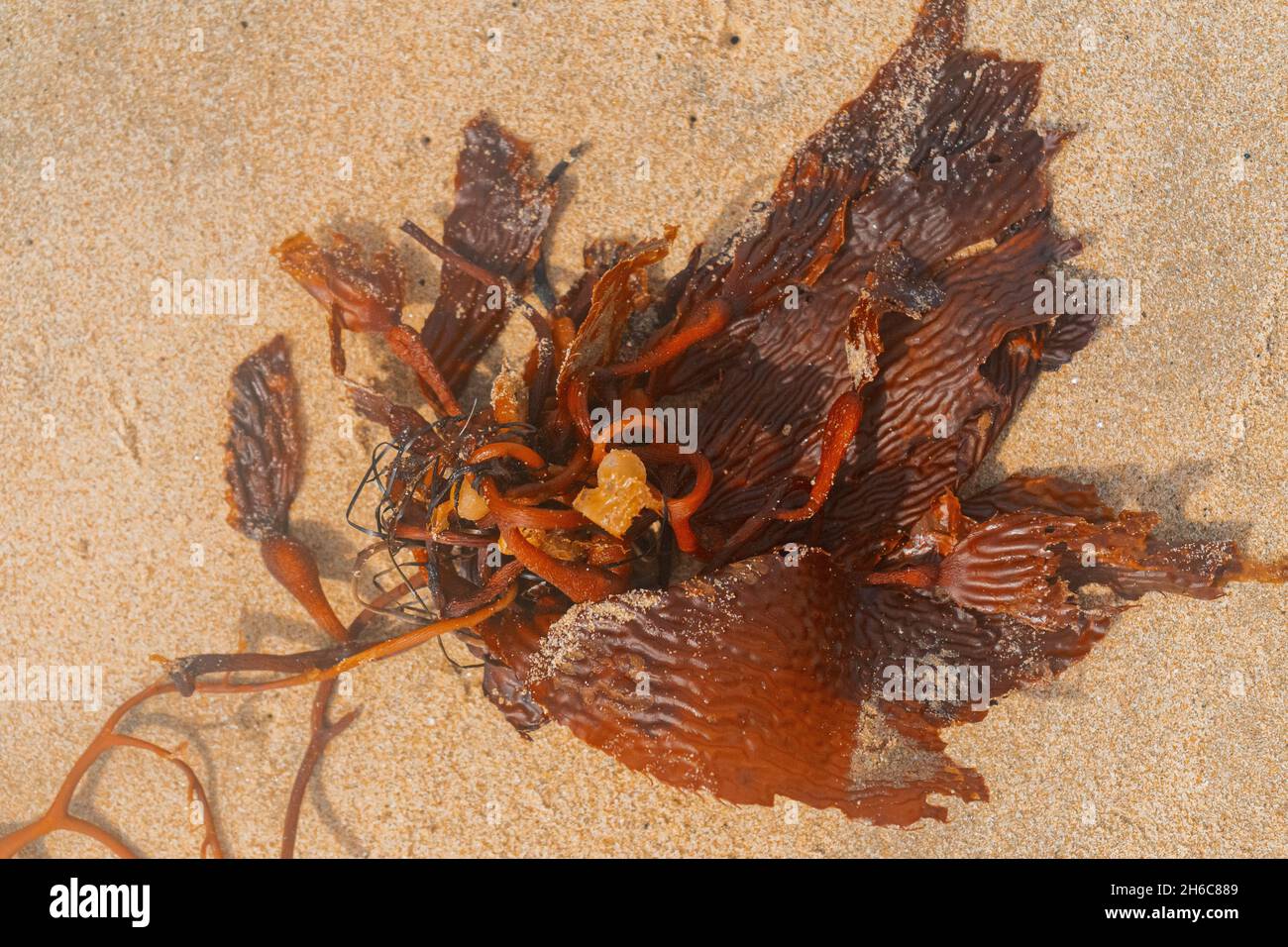 Dry algae beach hi-res stock photography and images - Alamy