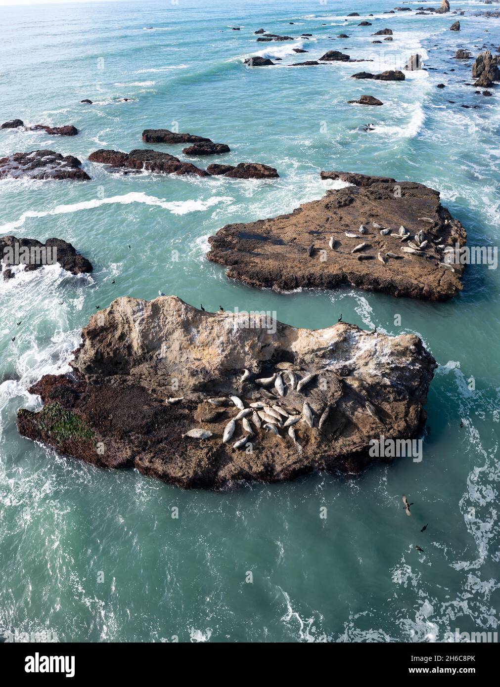 California seals hi-res stock photography and images - Alamy
