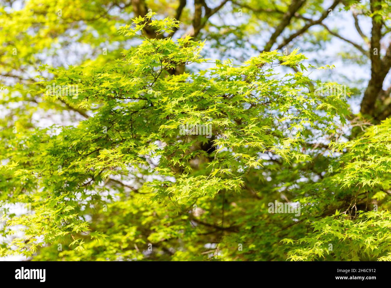 Details of the leaves of a tree in a temple in the area of Miyajima ...