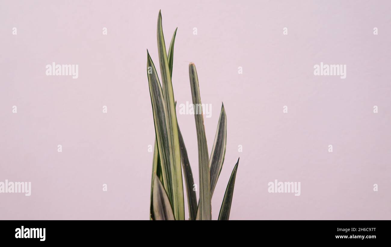 Sword plant, vegetation Stock Photo - Alamy