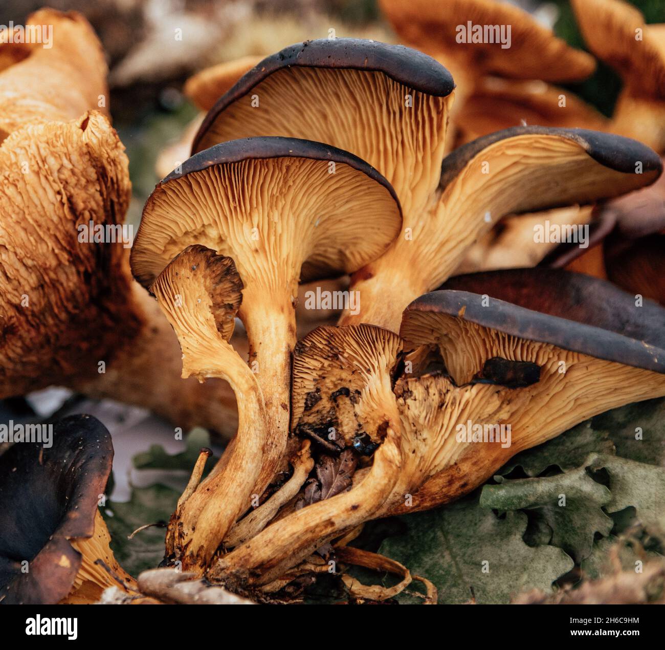 Closeup shot small mushrooms hi-res stock photography and images - Alamy