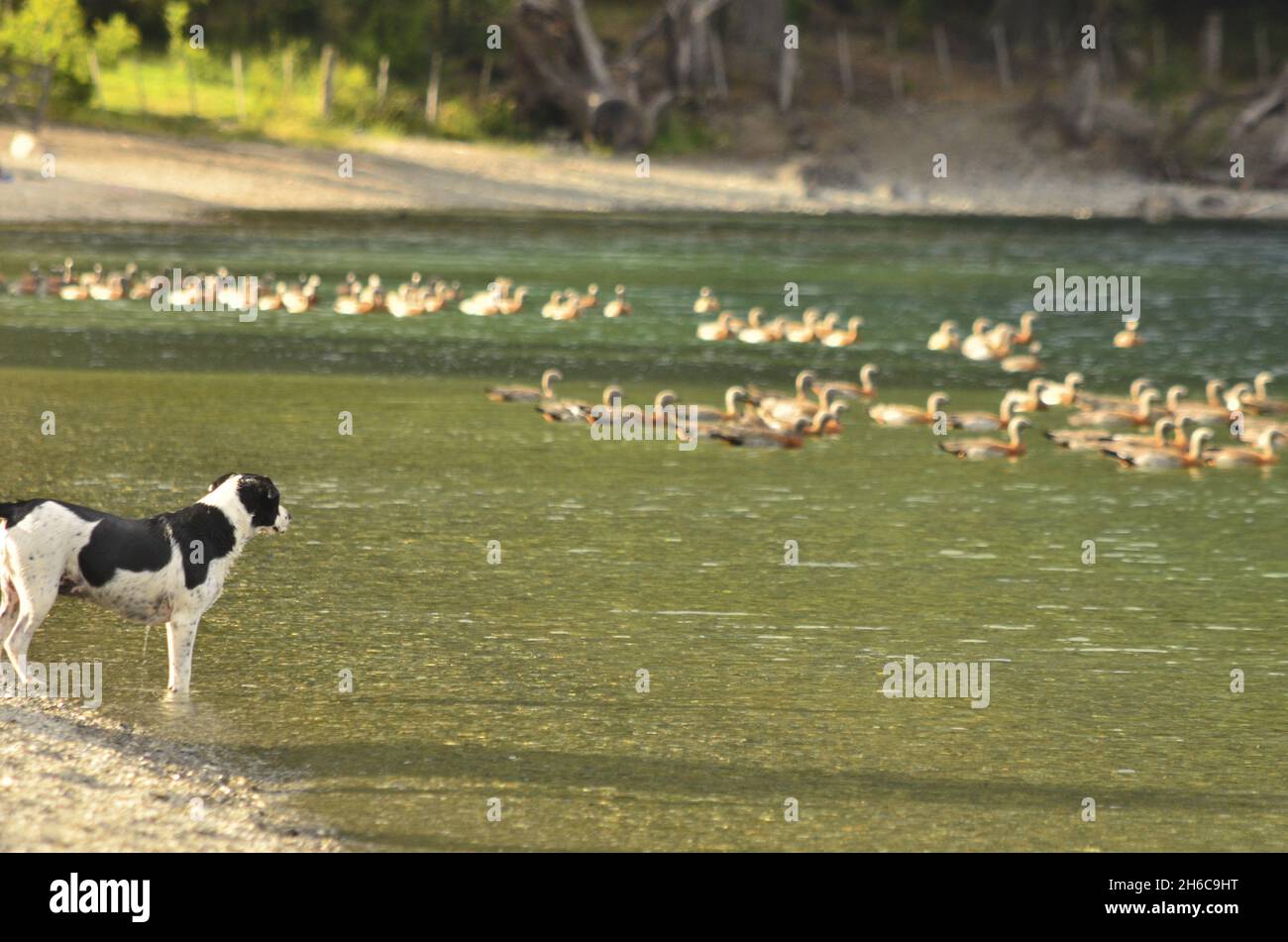 Dog looking at a group of geese on Lake Rivadavia Stock Photo - Alamy