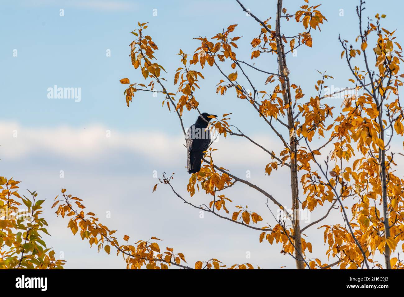 Healthy Raven seen in the wild with stunning, shiny coat and yellow ...
