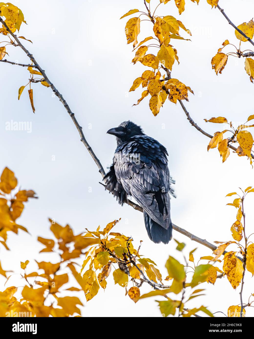 Healthy Raven seen in the wild with stunning, shiny coat and yellow ...