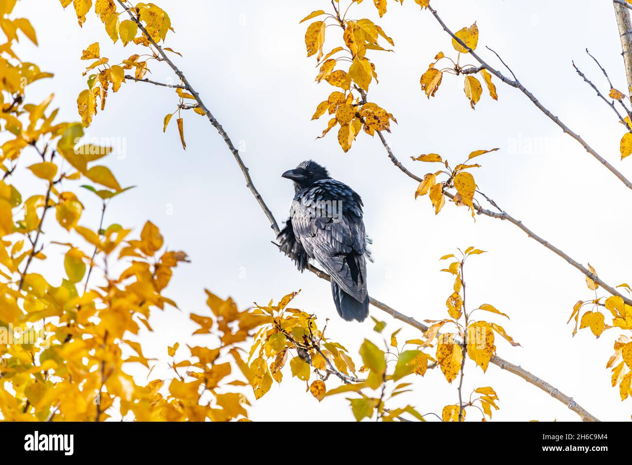 Healthy Raven seen in the wild with stunning, shiny coat and yellow ...