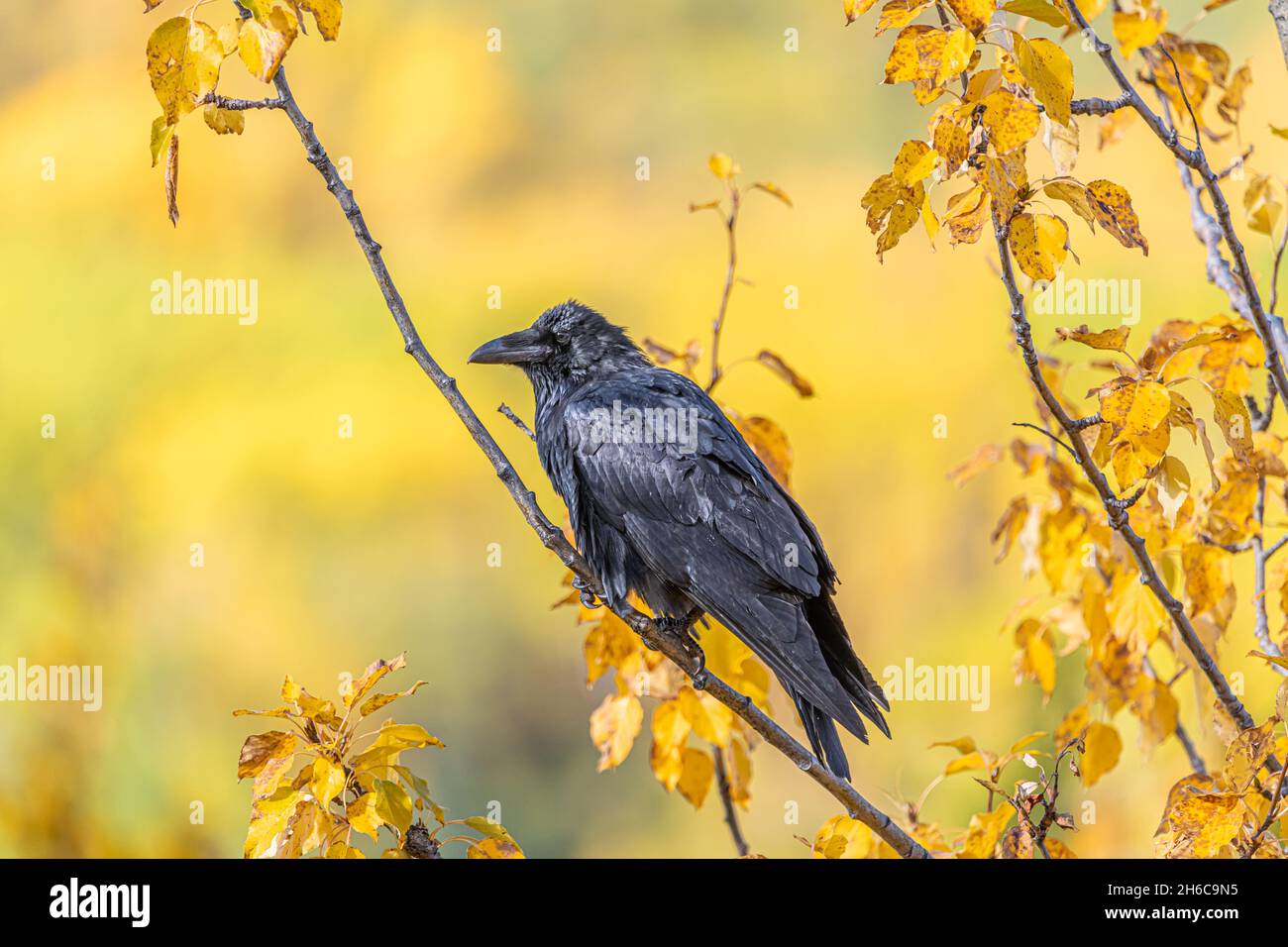 Wild raven seen in fall, autumn in northern Canada. Yellow background ...