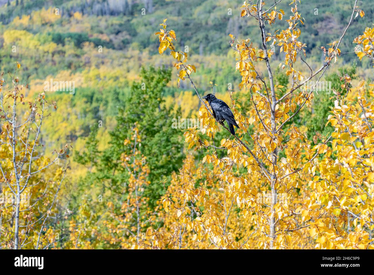 Wild raven seen in fall, autumn in northern Canada. Yellow background ...