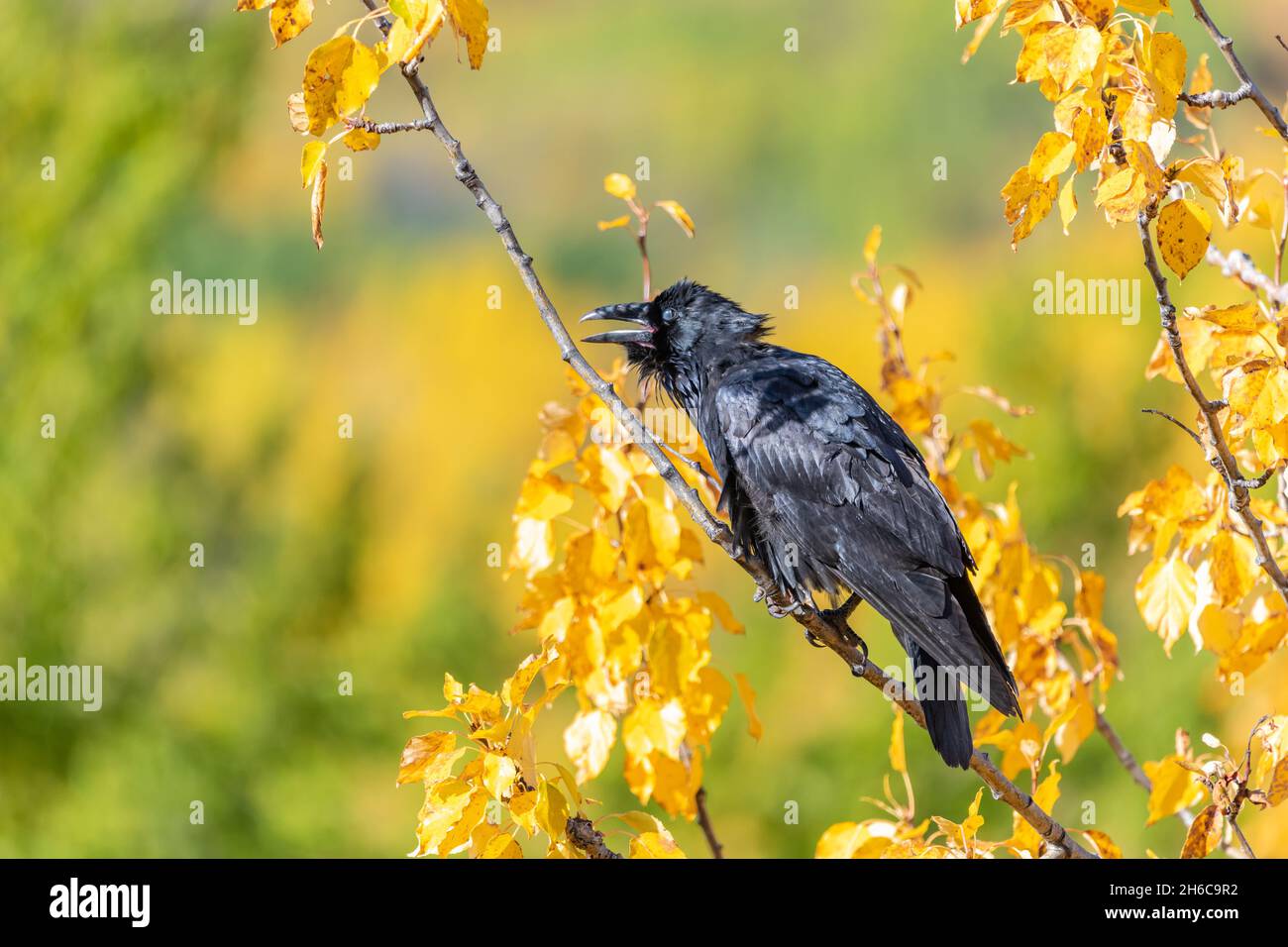 Smart, black raven seen in wild with fall yellow and orange background ...
