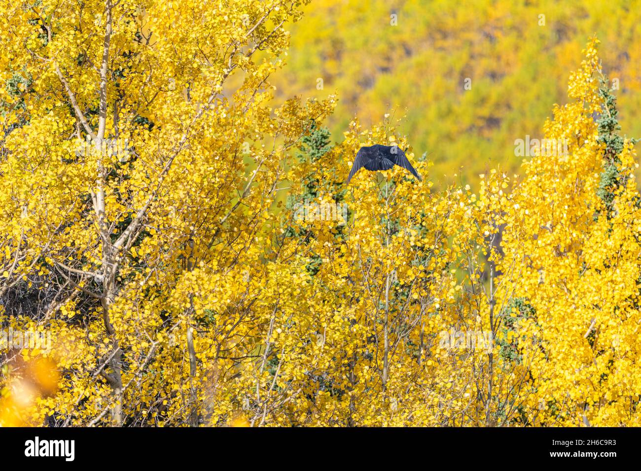Wild raven seen in fall, autumn in northern Canada. Yellow background ...