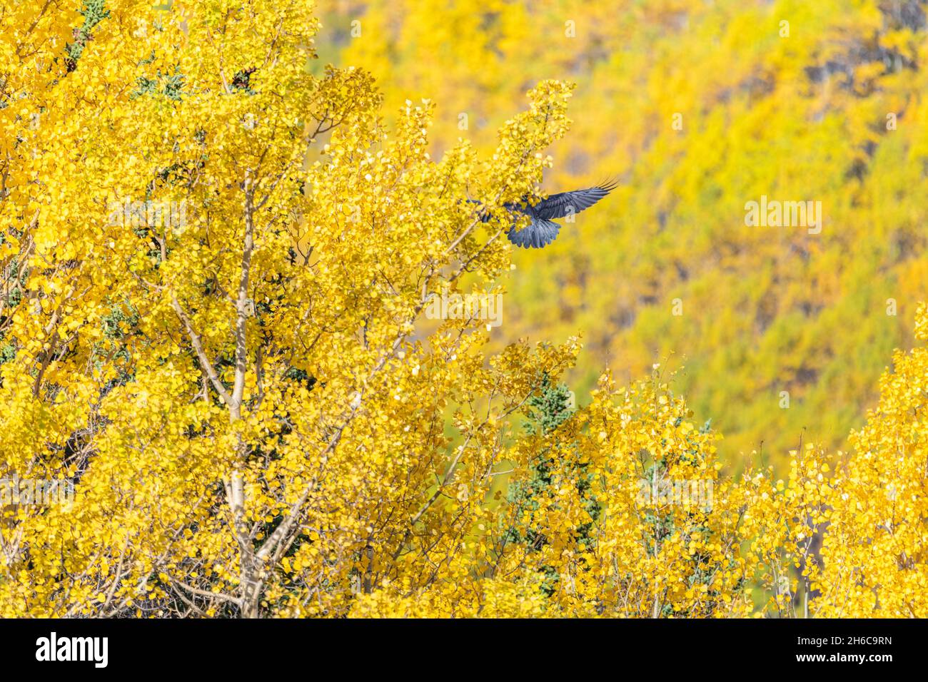 Smart, curious and beautiful black raven seen in the wild with fall ...