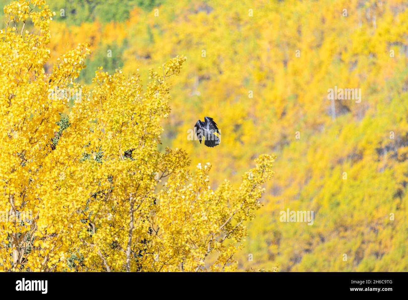 Smart, curious and beautiful black raven seen in the wild with fall ...