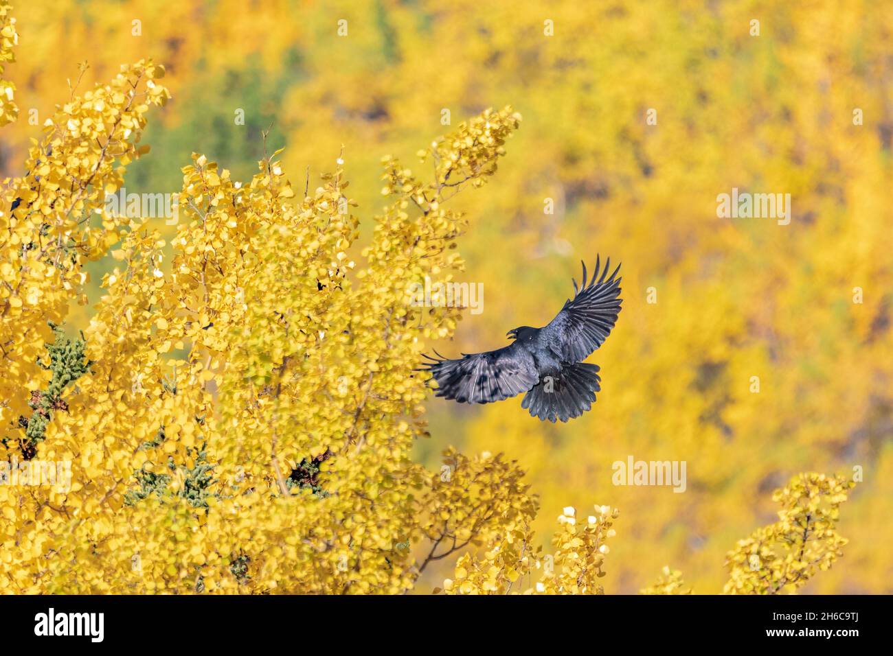 Wild raven seen in fall, autumn in northern Canada. Yellow background ...