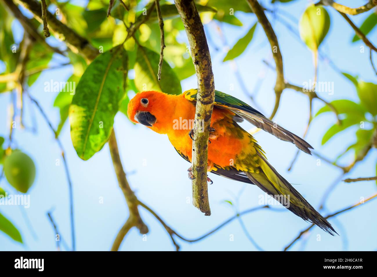 Golden conure parakeet hi-res stock photography and images - Alamy
