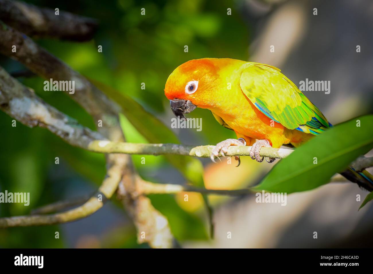 Sun conure red orange yellow hi-res stock photography and images - Alamy